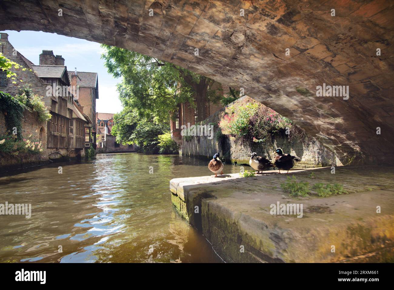 Ducks under canal bridge in Bruges, Belgium Stock Photo - Alamy