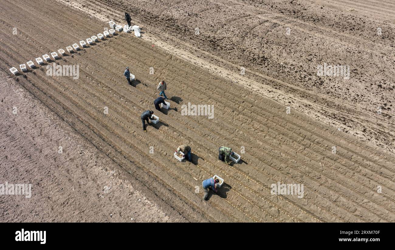 Farmers are planting ginger in the fields Stock Photo - Alamy
