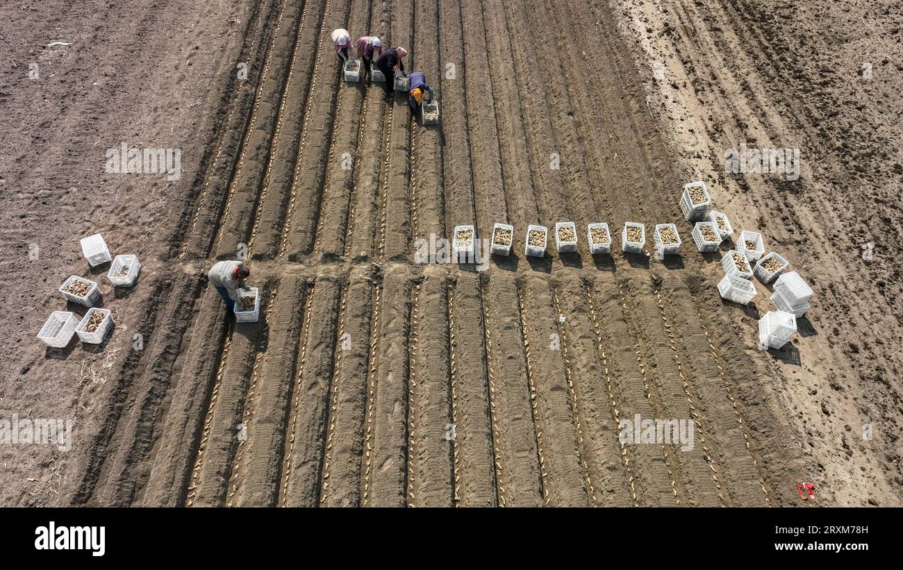 Farmers are planting ginger in the fields Stock Photo - Alamy