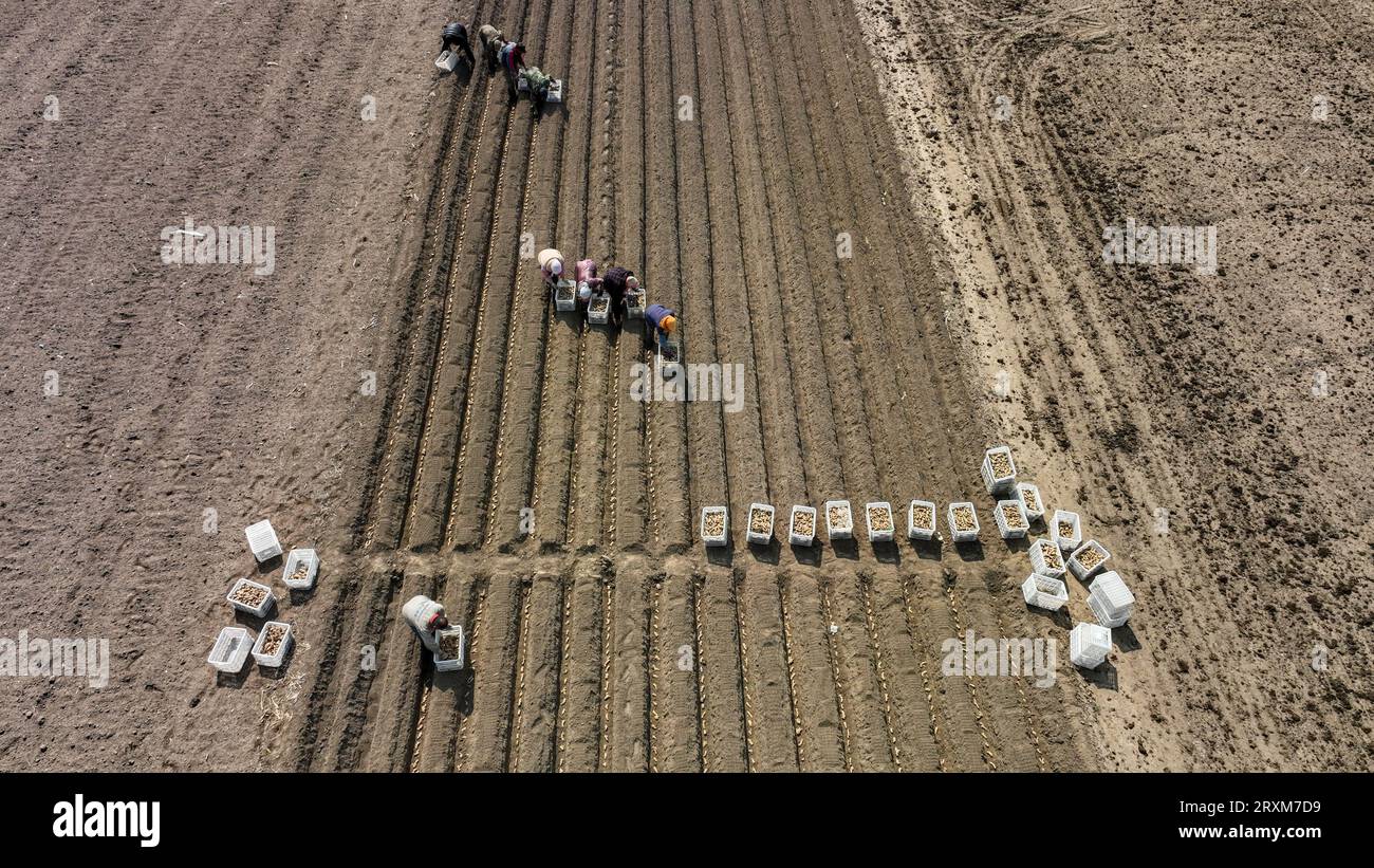 Farmers are planting ginger in the fields Stock Photo - Alamy