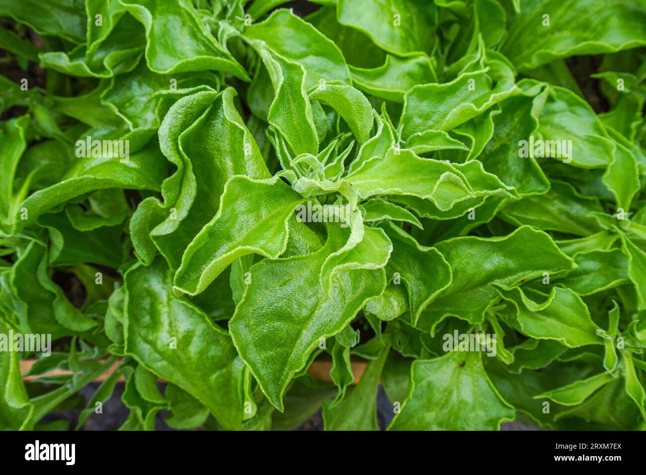 African ice grass hi-res stock photography and images - Alamy