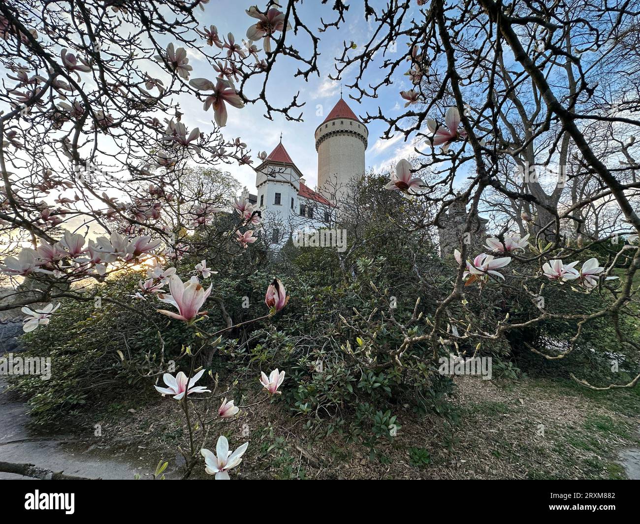 Conopiste hi-res stock photography and images - Alamy