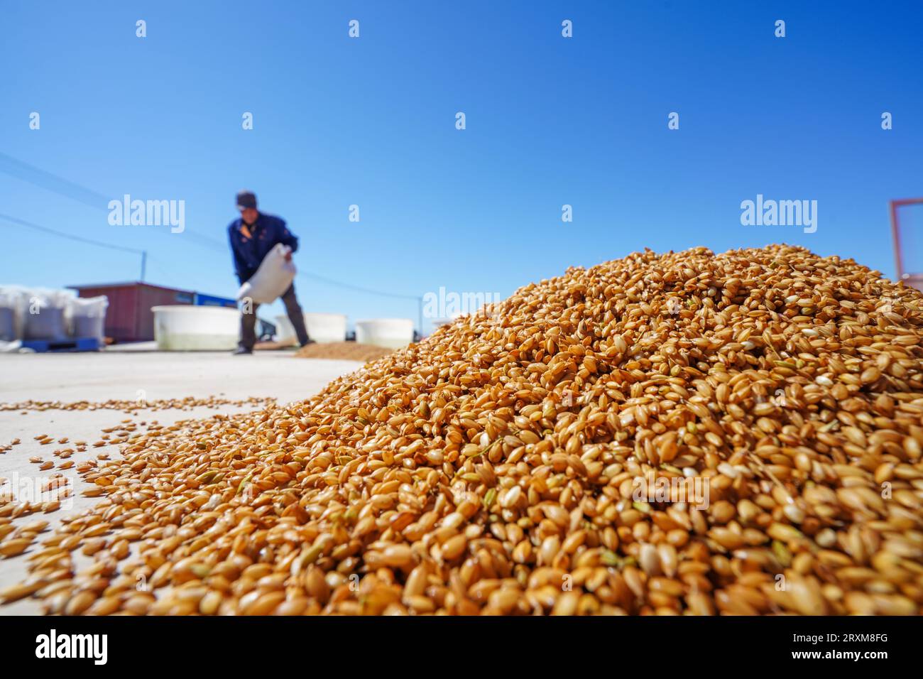 Luannan County, China - April 7, 2023: Farmers are drying rice seeds at ...