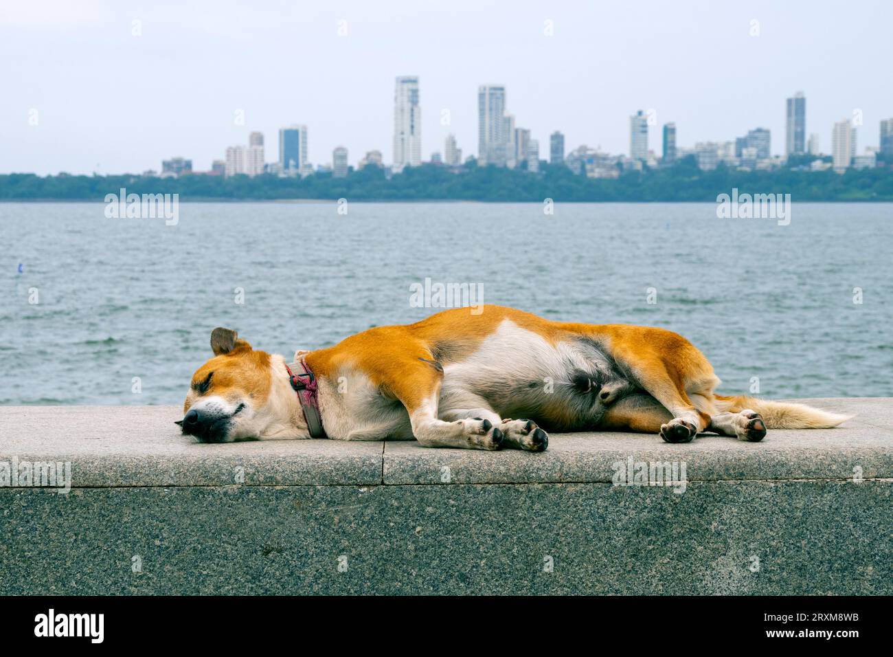 Cute indian white dog hi-res stock photography and images - Alamy