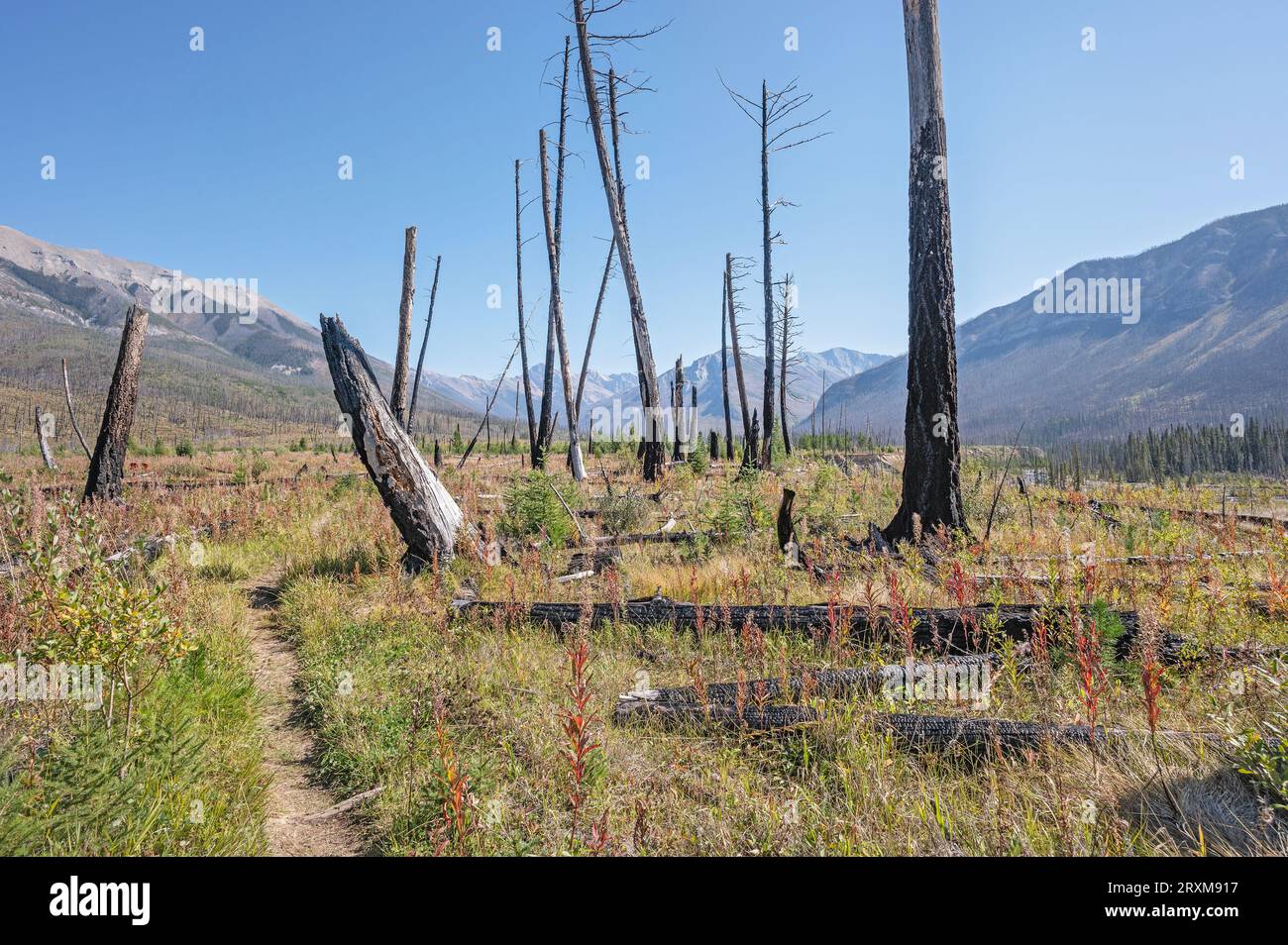Hiking trail among forest fire snags in Kootenay National Park, British ...