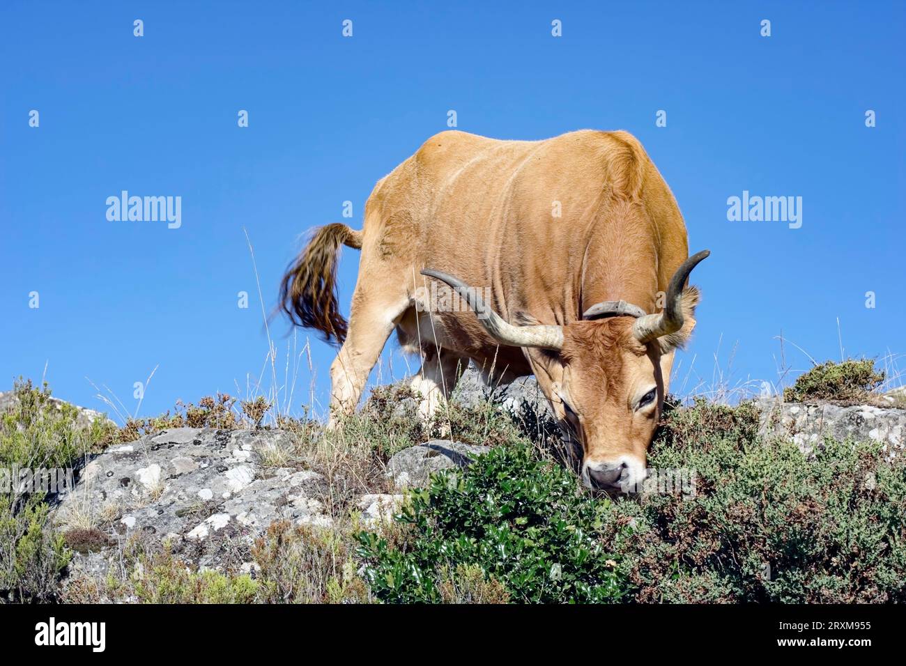 Pure bred cattle - Barrosa - from northern portugal, grrazing in the ...