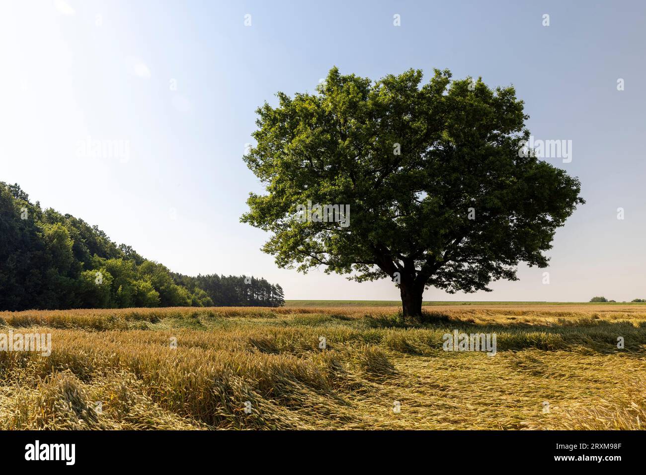Growing in a field with ripening wheat, a lone oak with green foliage ...