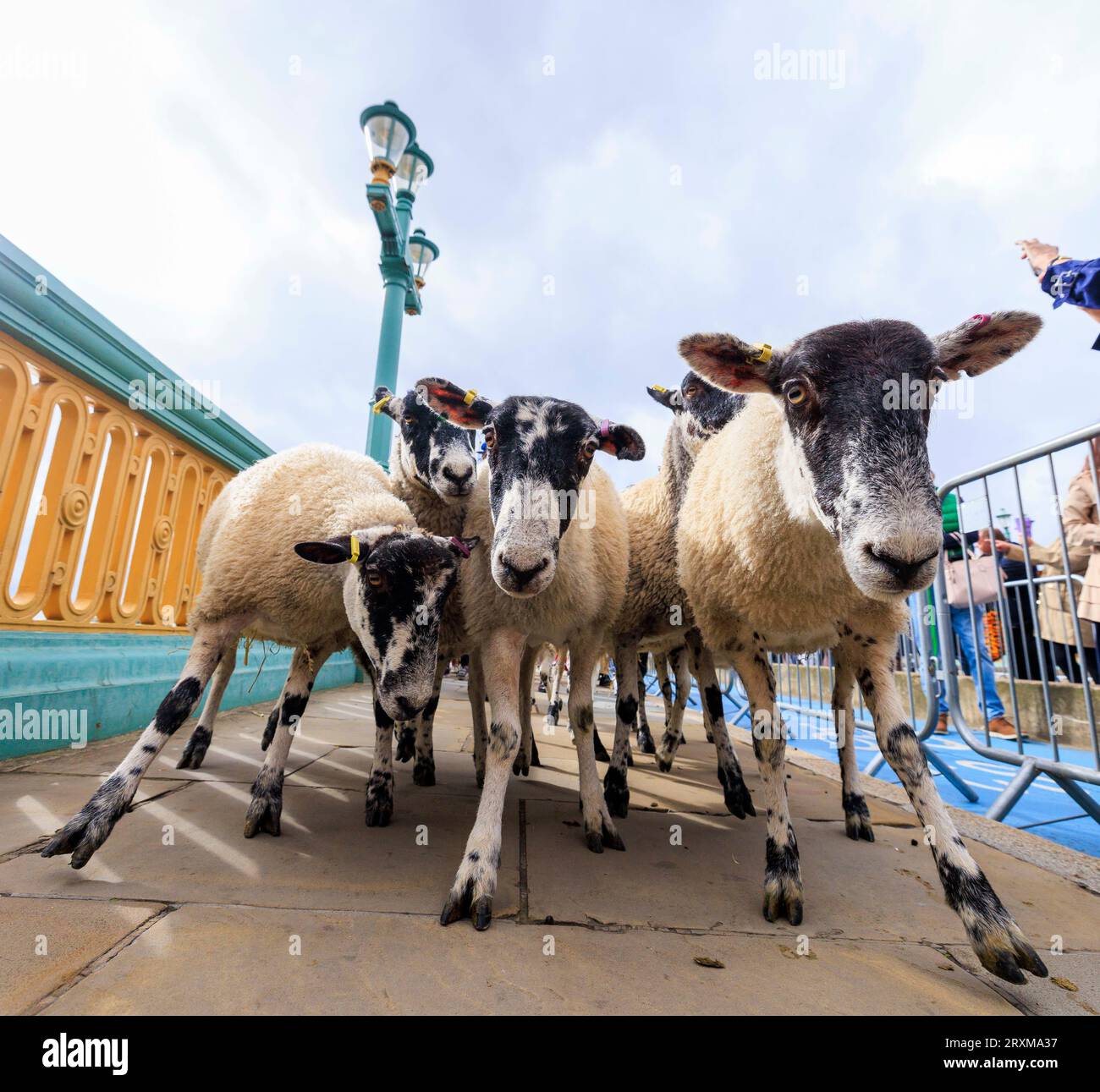 Southwark bridge sheep drive hi-res stock photography and images - Alamy