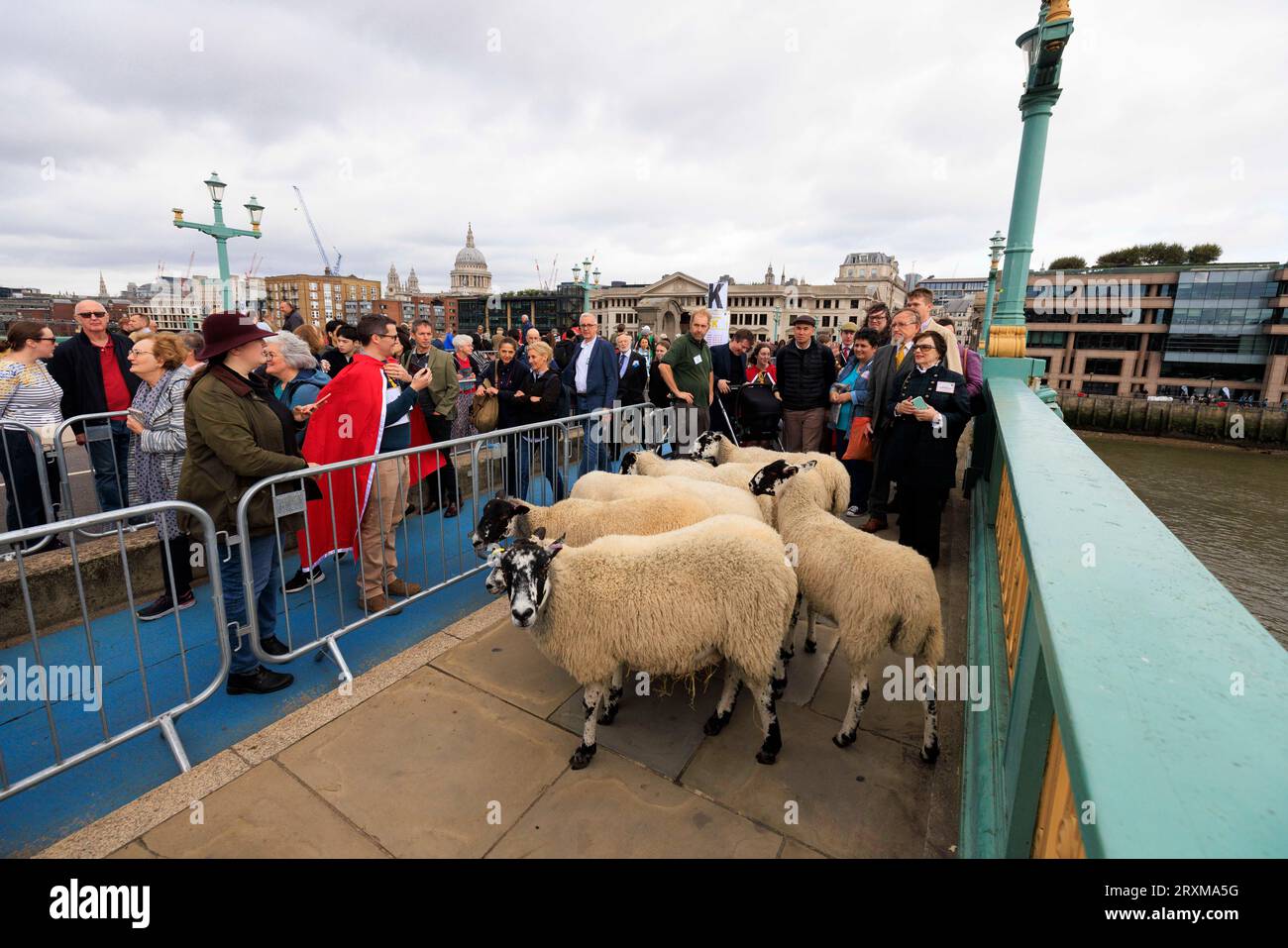 Sheep driven over london bridge hi-res stock photography and images - Alamy