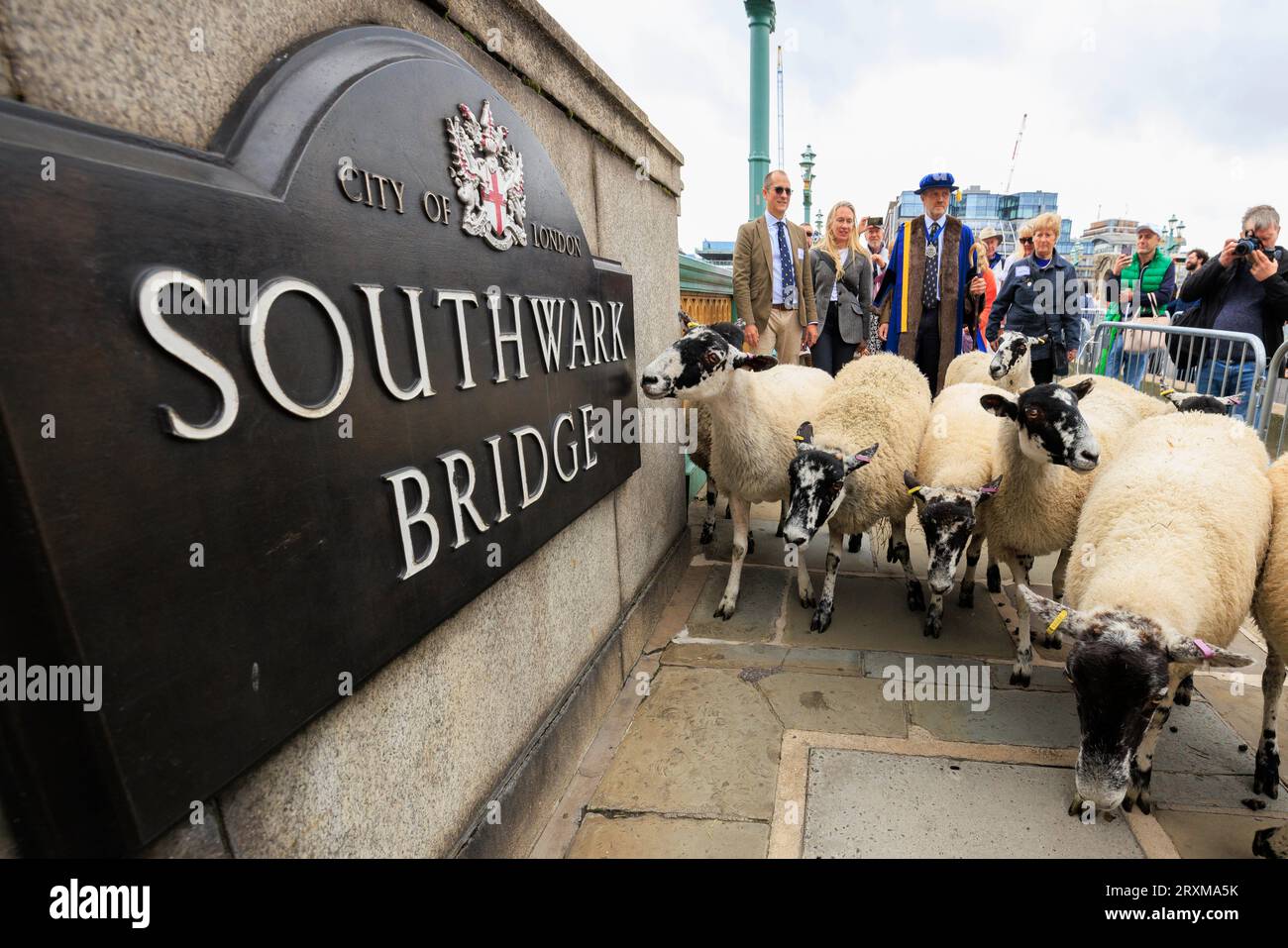 Sheep are driven over Southwark Bridge as Freemen of the City of London ...