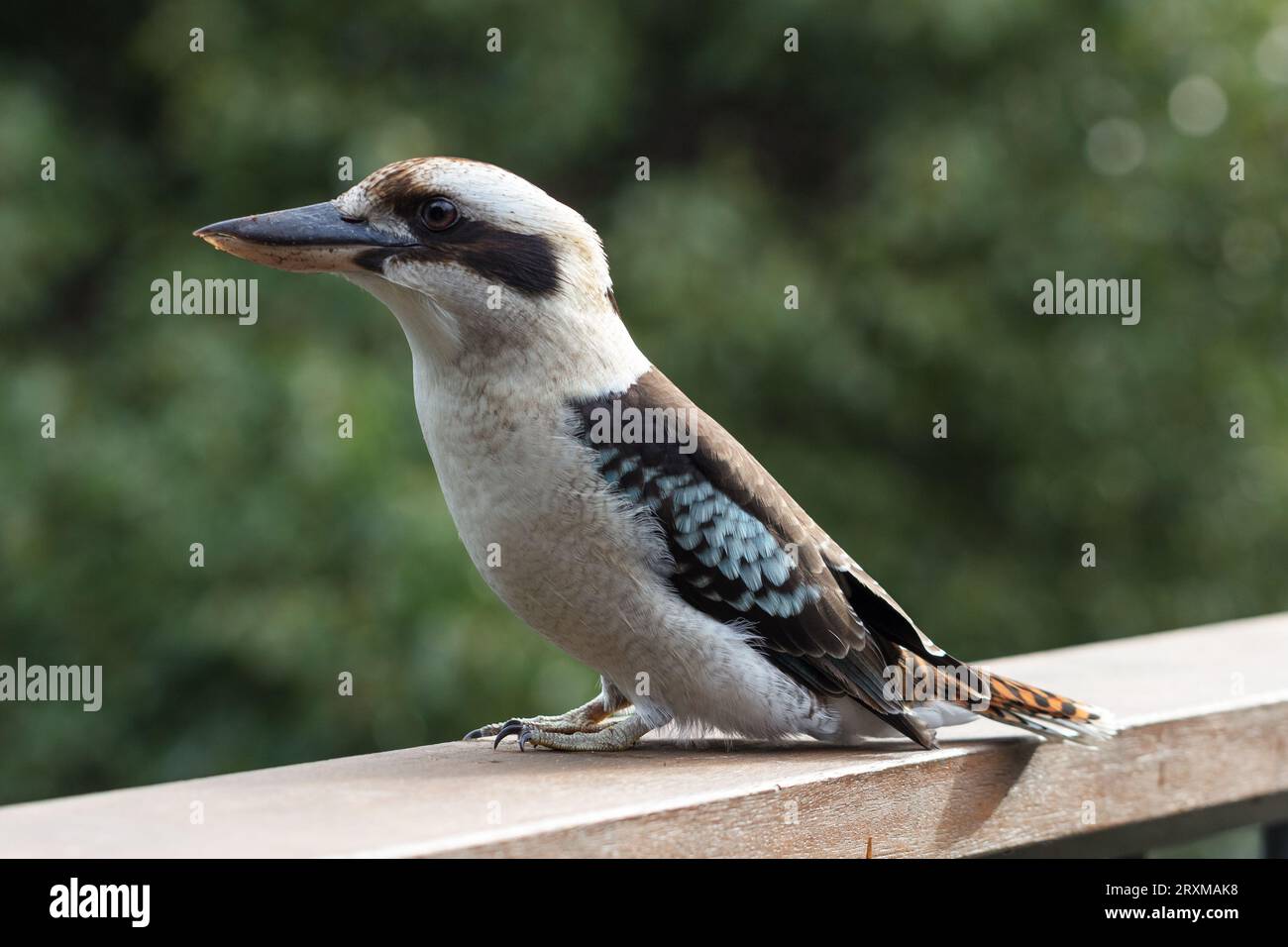 Cute australian bird hi-res stock photography and images - Alamy