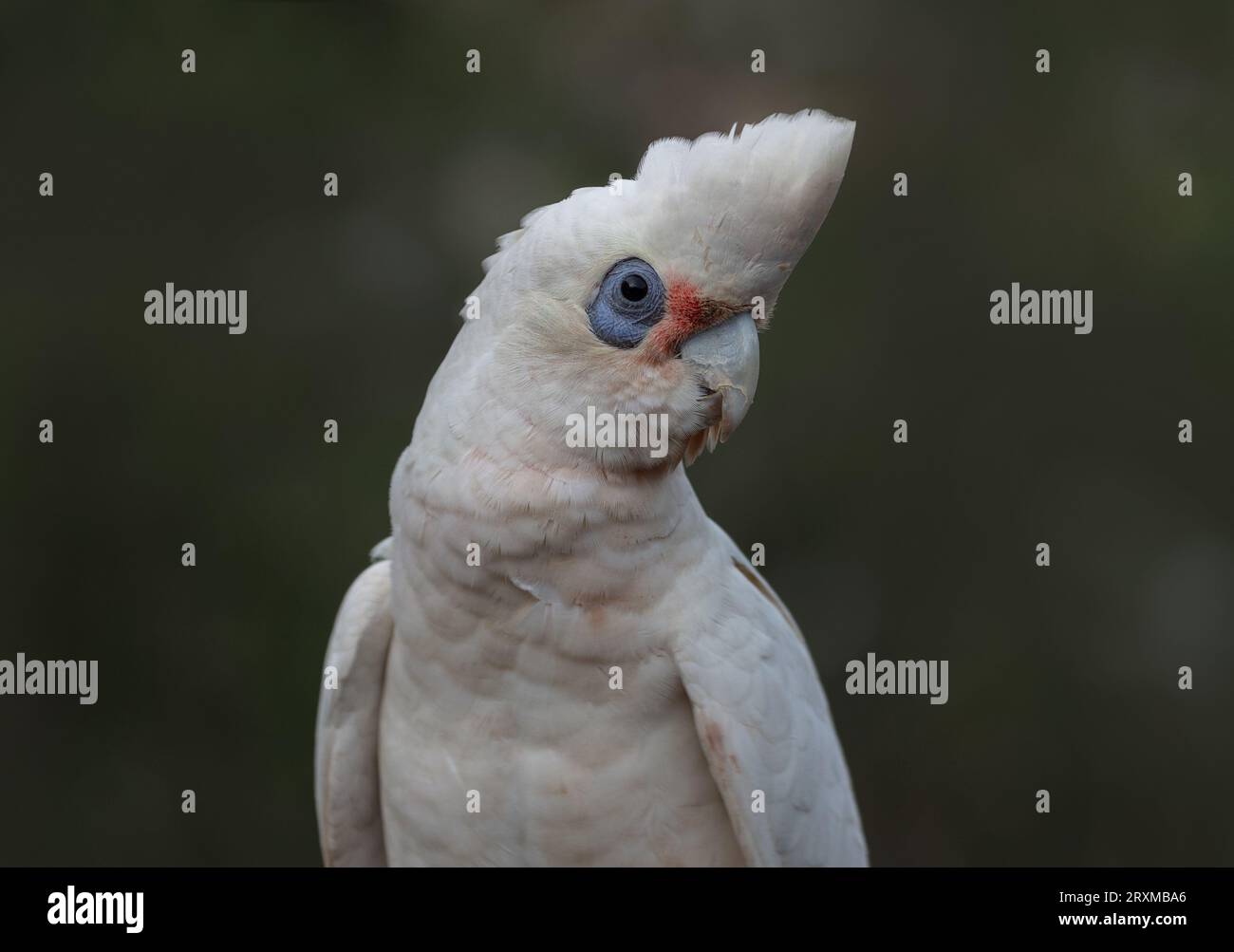 Native australian corella hi-res stock photography and images - Alamy