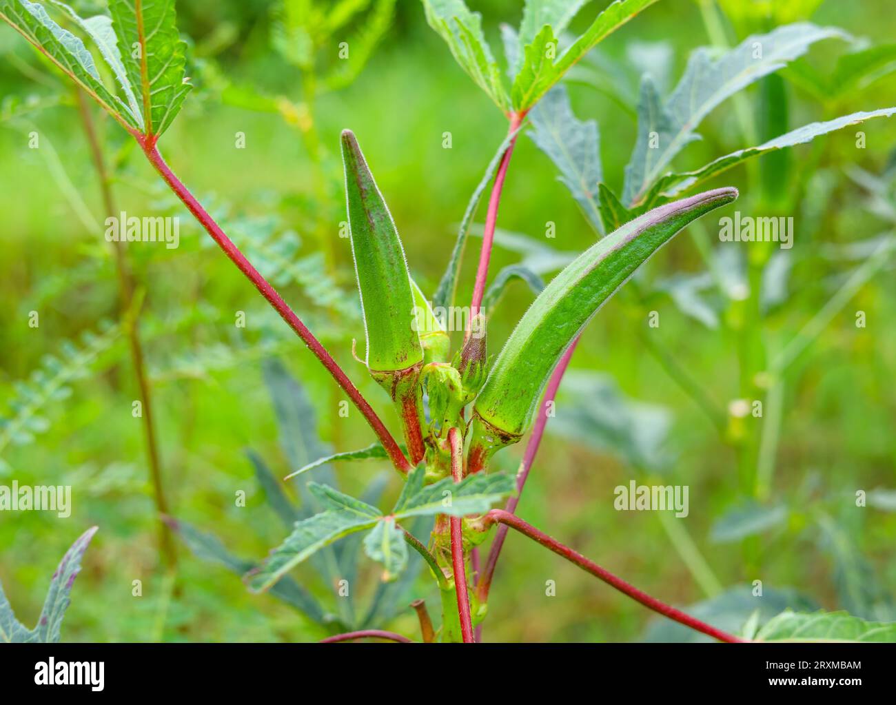 Close up of Okra.Lady fingers. Ladyfingers or okra vegetable on plant ...
