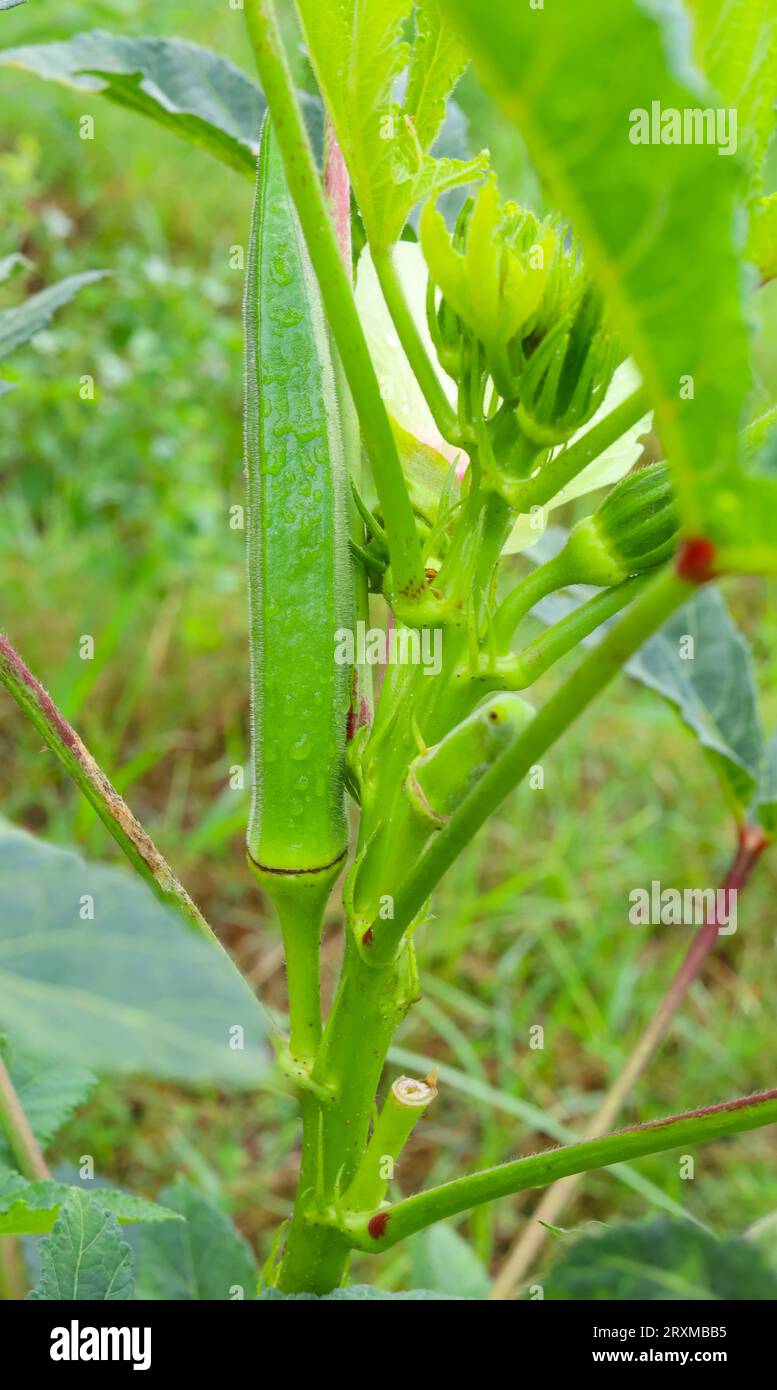 Close up of Okra.Lady fingers. Ladyfingers or okra vegetable on plant ...