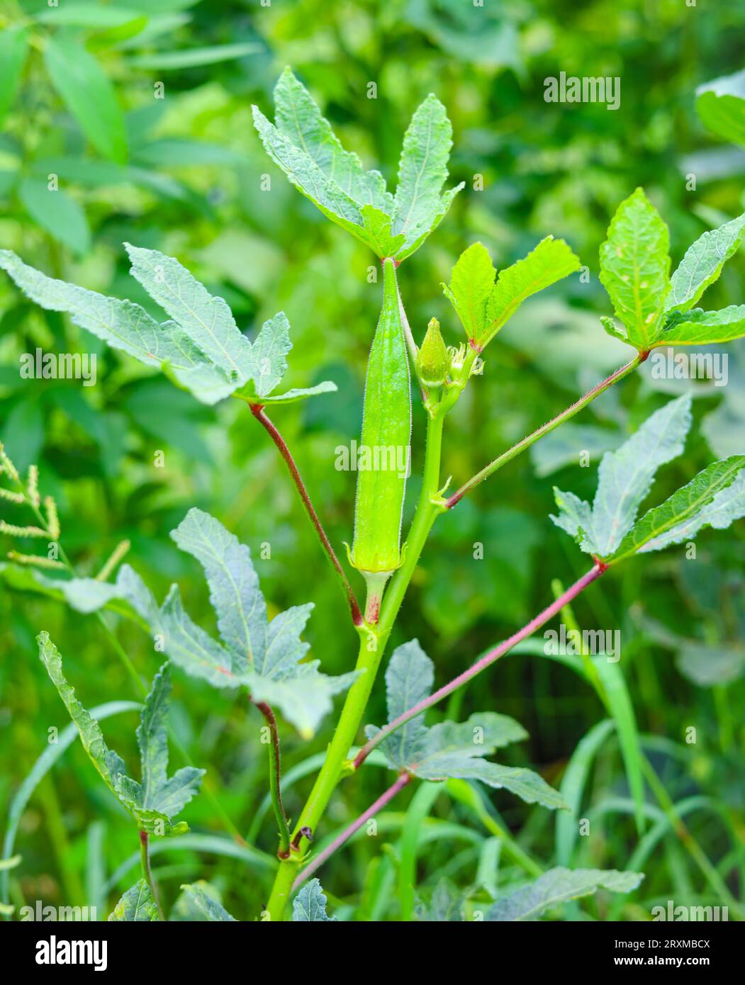 Close up of Okra.Lady fingers. Ladyfingers or okra vegetable on plant ...