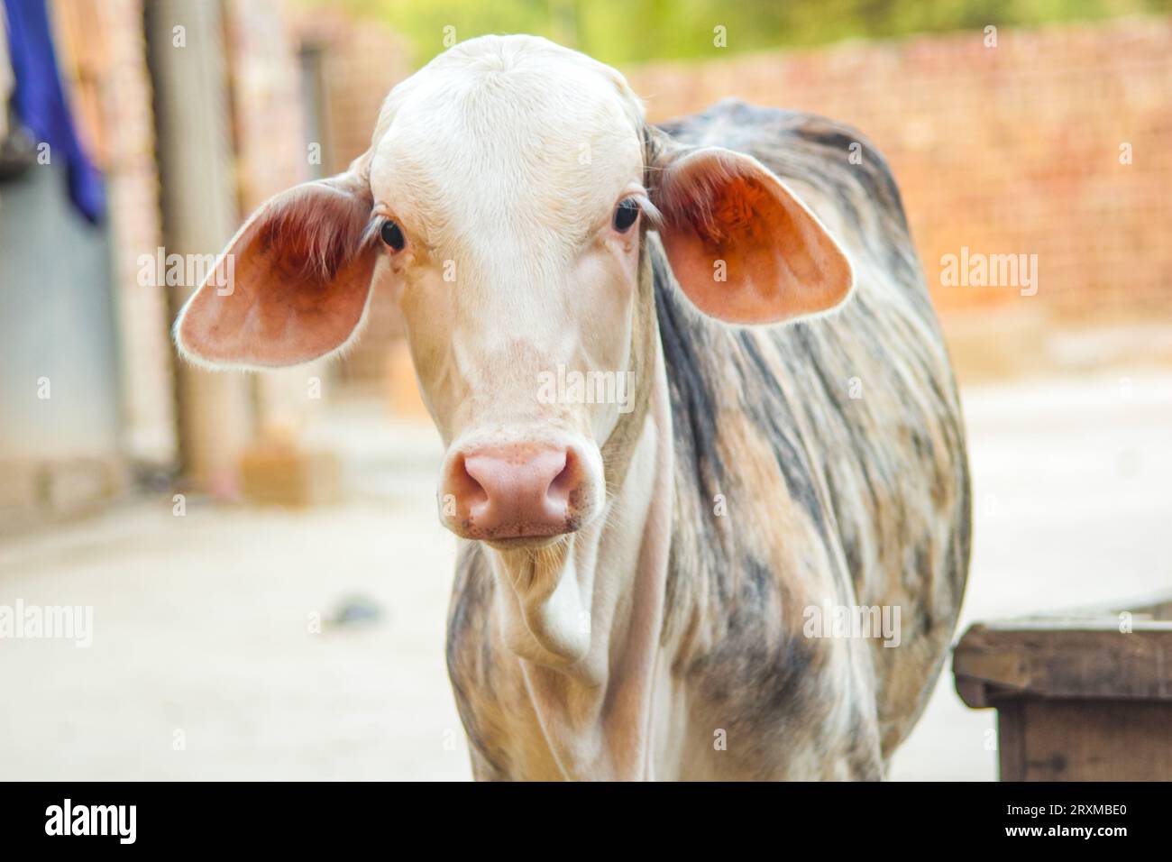 Capture American Brahman cow. Baby cow of American Brahman breed. The ...