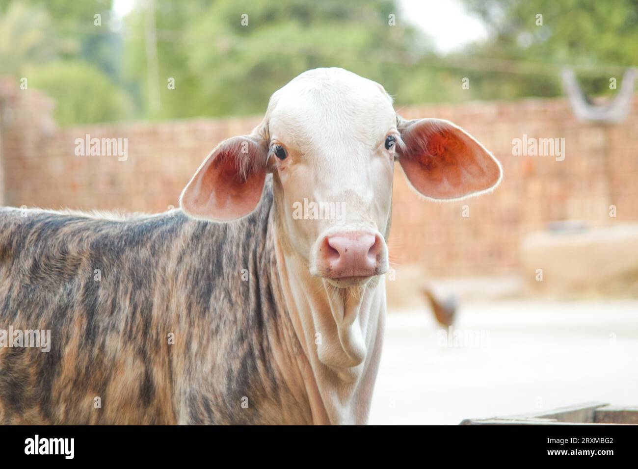 Capture American Brahman cow. Baby cow of American Brahman breed. The ...