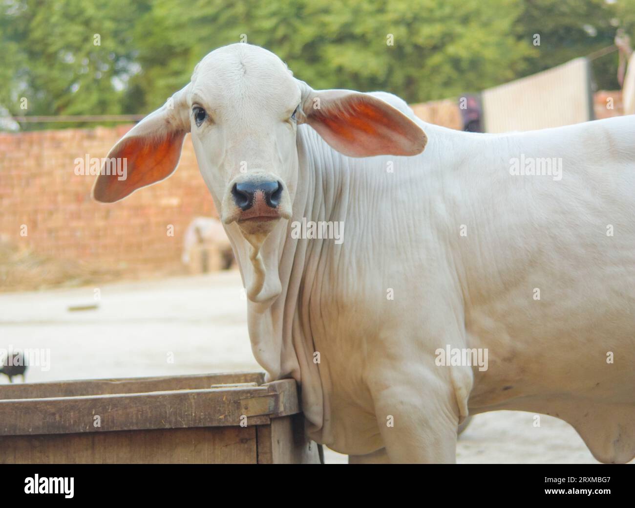 Capture American Brahman cow. Baby cow of American Brahman breed. The ...