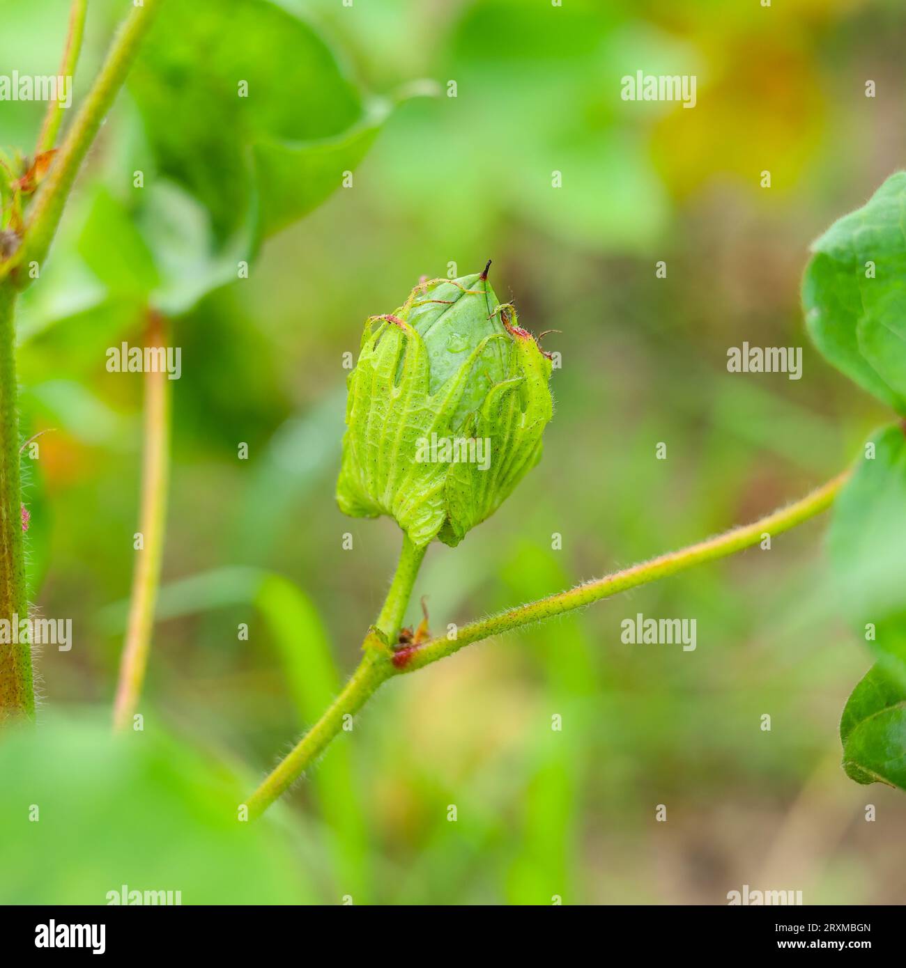 Close up of green color Cotton Boll on Cotton plant.Green cotton field ...