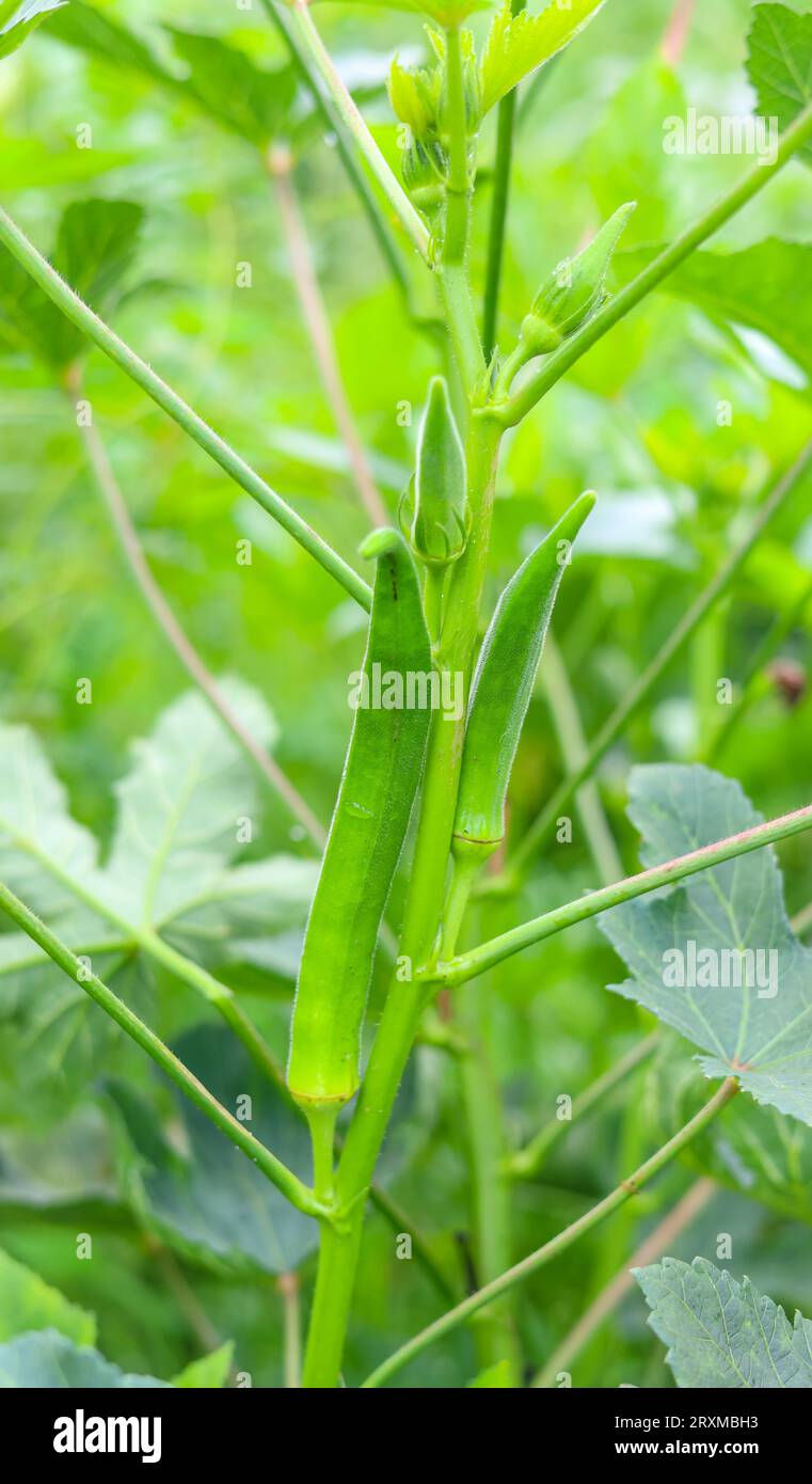 Close up of Okra.Lady fingers. Ladyfingers or okra vegetable on plant ...