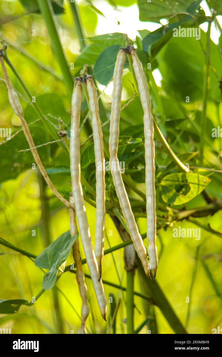 Close up of cowpeas pods on plant. Green pods of cowpeas Vegetable ...