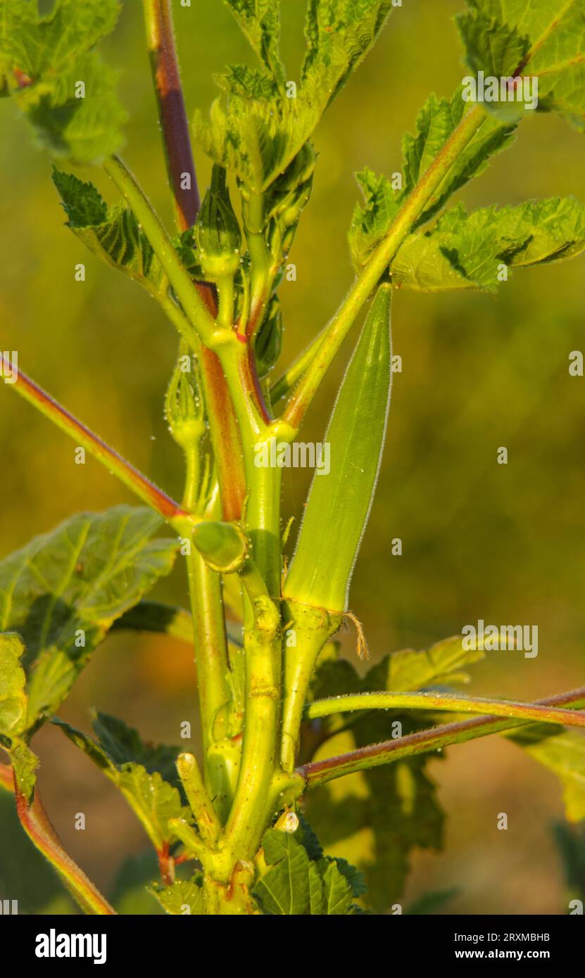 Close up of Okra.Lady fingers. Ladyfingers or okra vegetable on plant ...