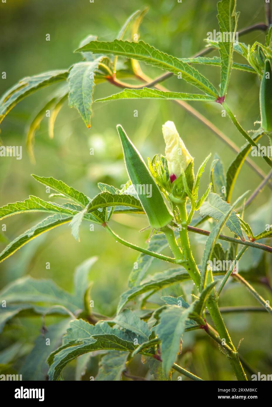 Close up of Okra.Lady fingers. Ladyfingers or okra vegetable on plant ...