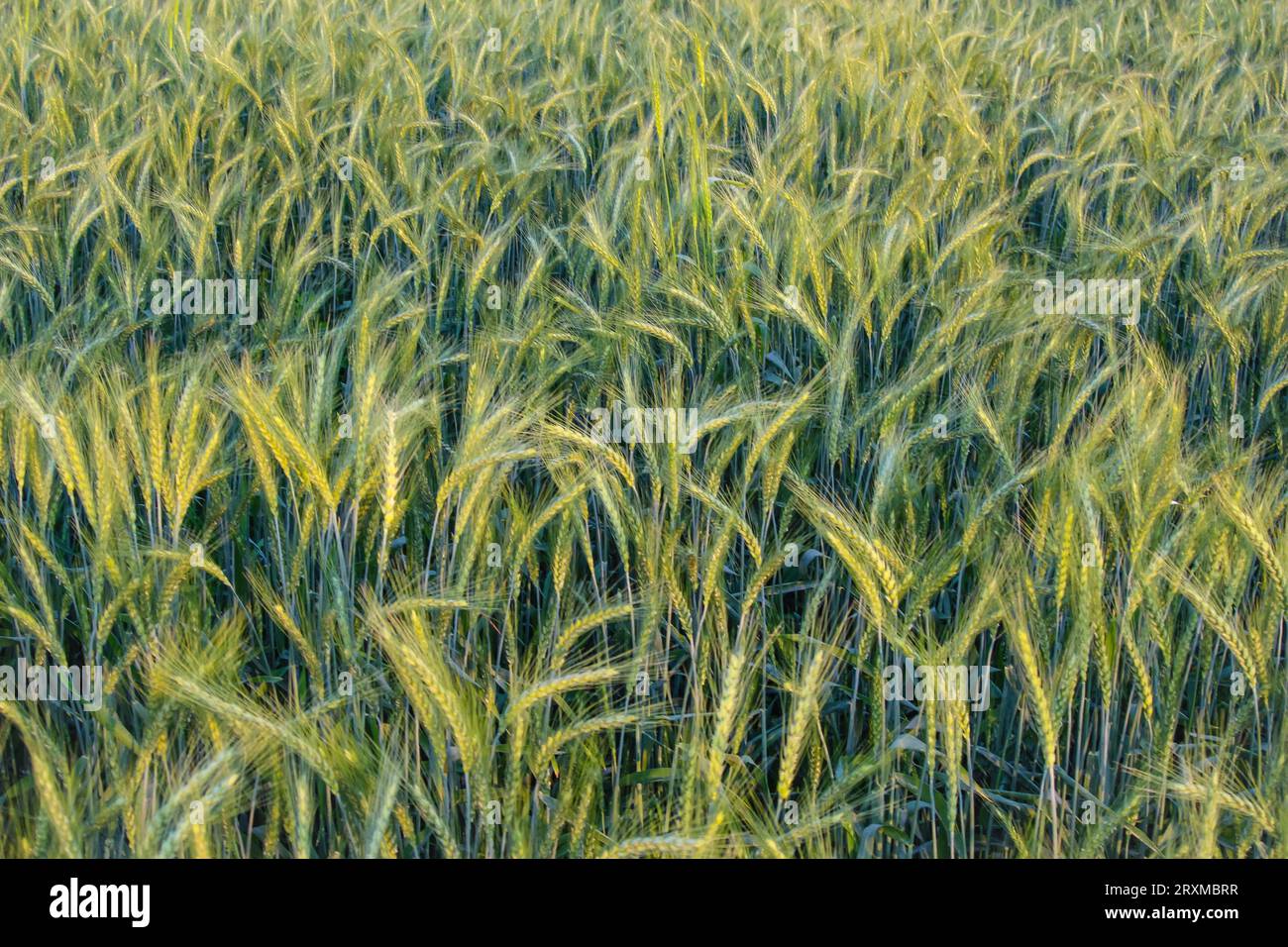 Barley ears images hi-res stock photography and images - Alamy