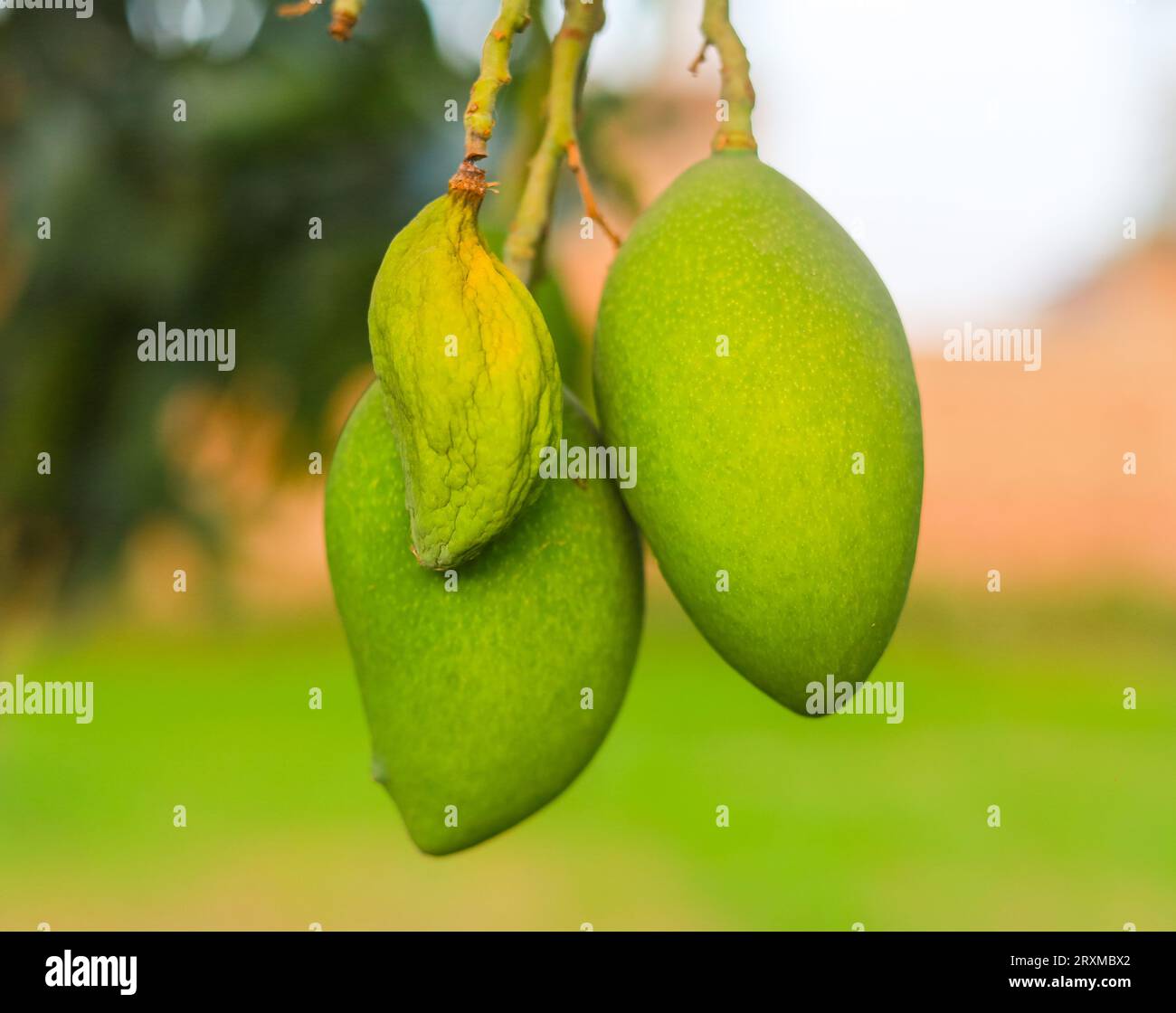 Unripe Green mangoes hanging on Branch. Fresh green mango on tree ...