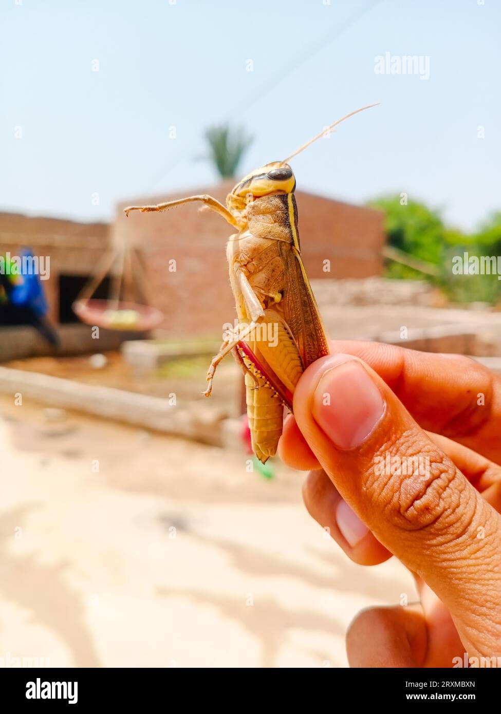 Close up of grasshopper in hand. Man's hand holding grasshopper insect. Grasshoppers are a group ...
