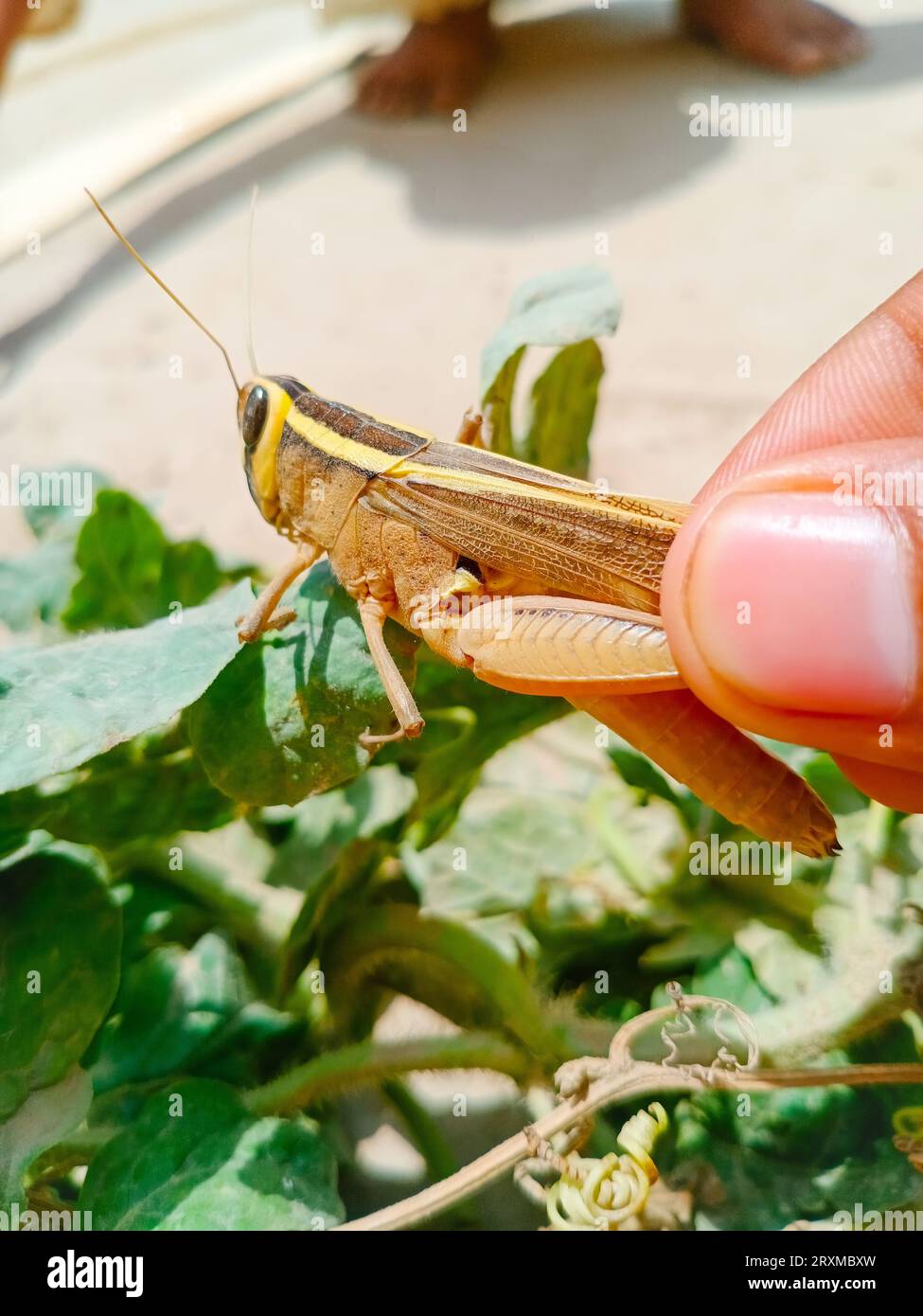 Close up of grasshopper in hand. Man's hand holding grasshopper insect. Grasshoppers are a group ...