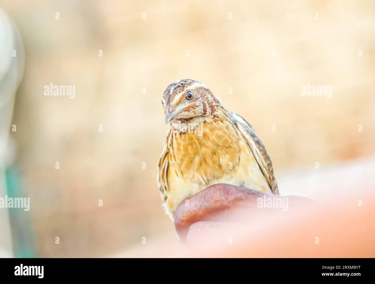 Flora and fauna africa hi-res stock photography and images - Alamy