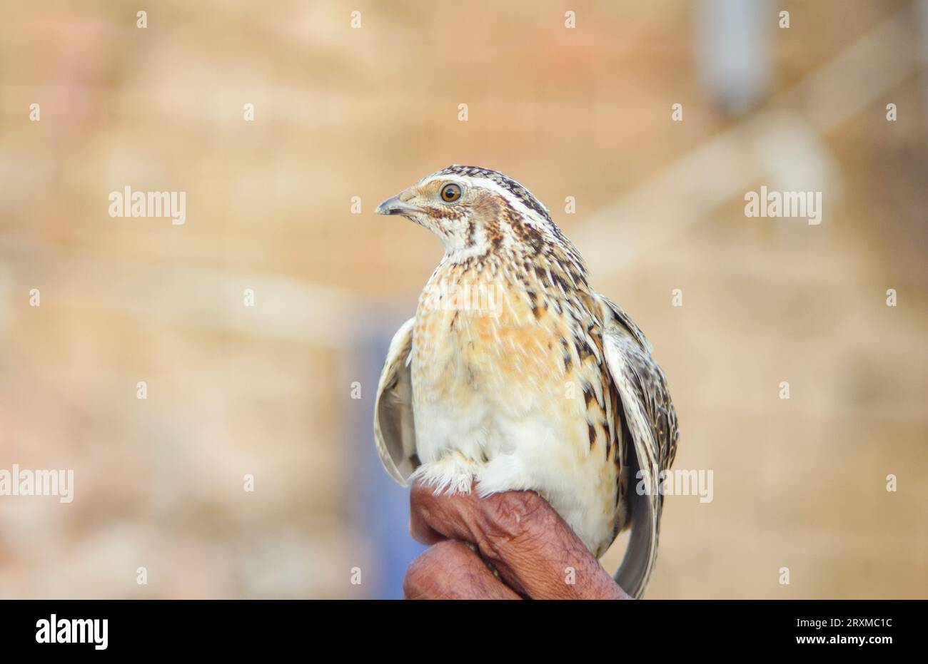Man holds common quail in hand. Wild domestic common quail - coturnix ...