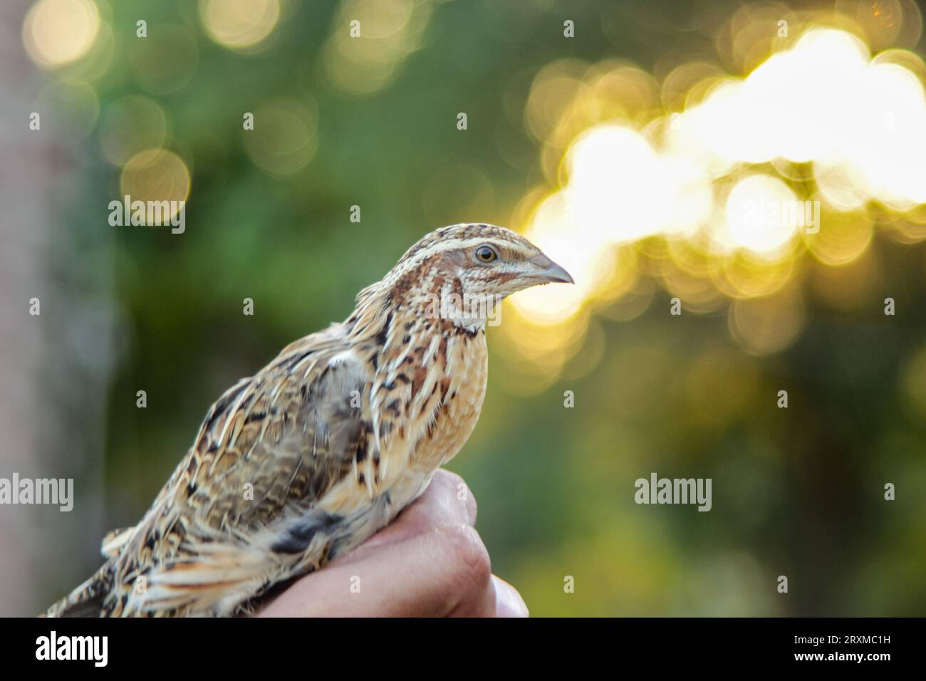 Flora and fauna africa hi-res stock photography and images - Alamy