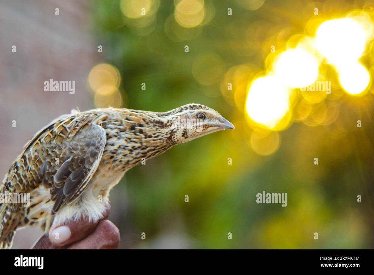 Female quail coturnix coturnix hi-res stock photography and images - Alamy