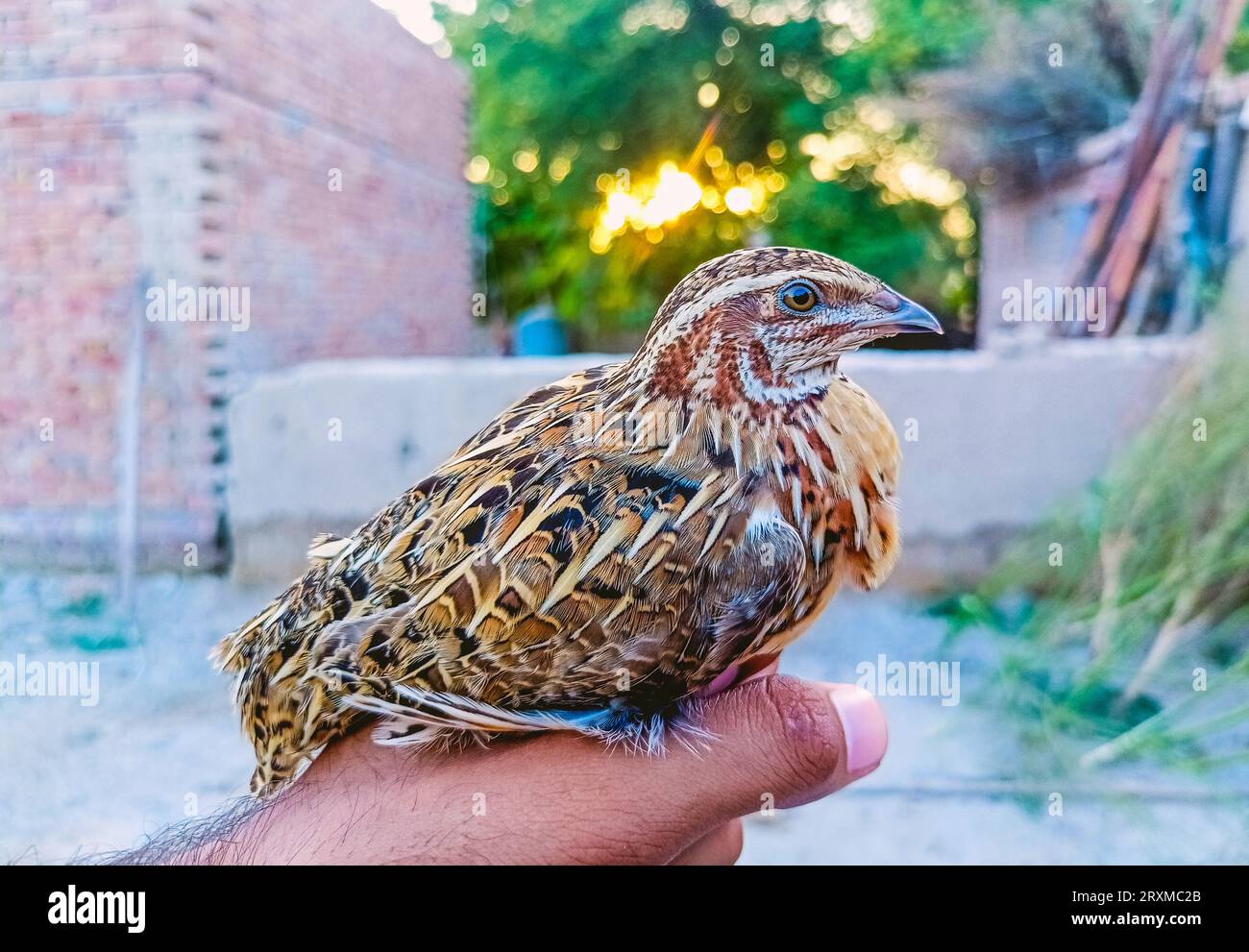 Man holds common quail in hand. Wild domestic common quail - coturnix ...
