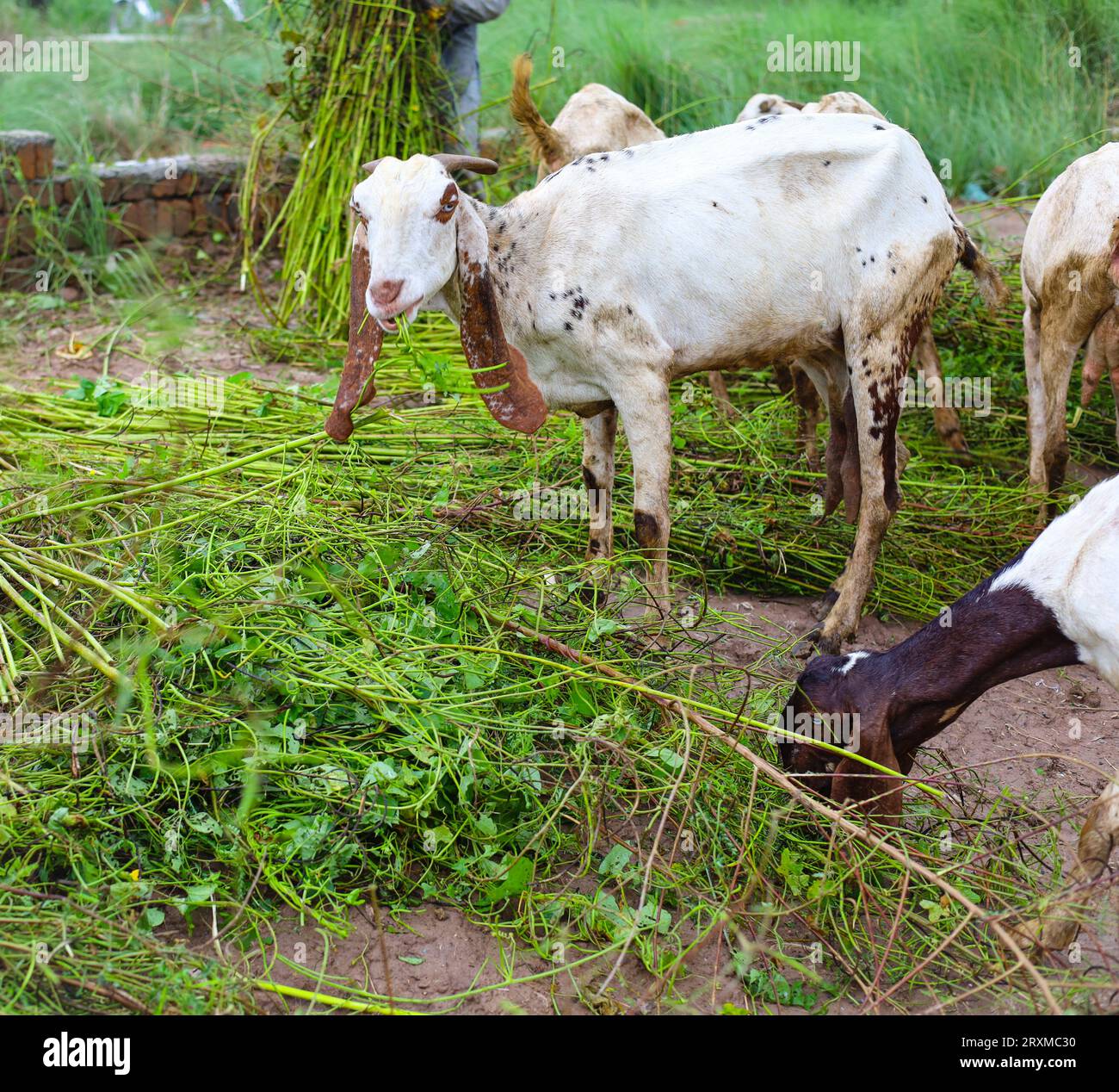 Close up of the Barbari goat eating grass in farm. Goat grazing in farm ...