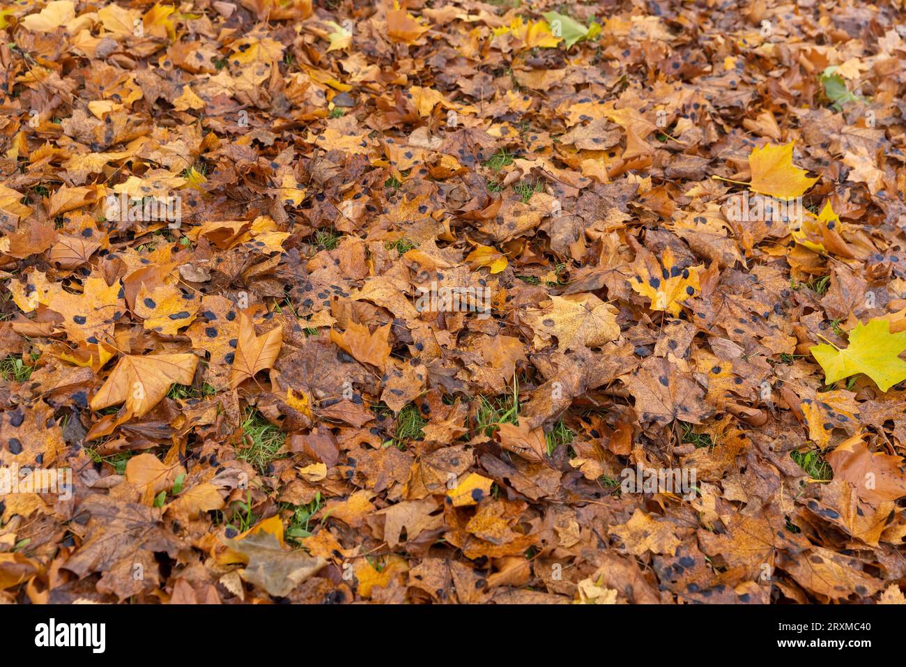 The yellowed foliage of deciduous trees that fell to the ground, the ...