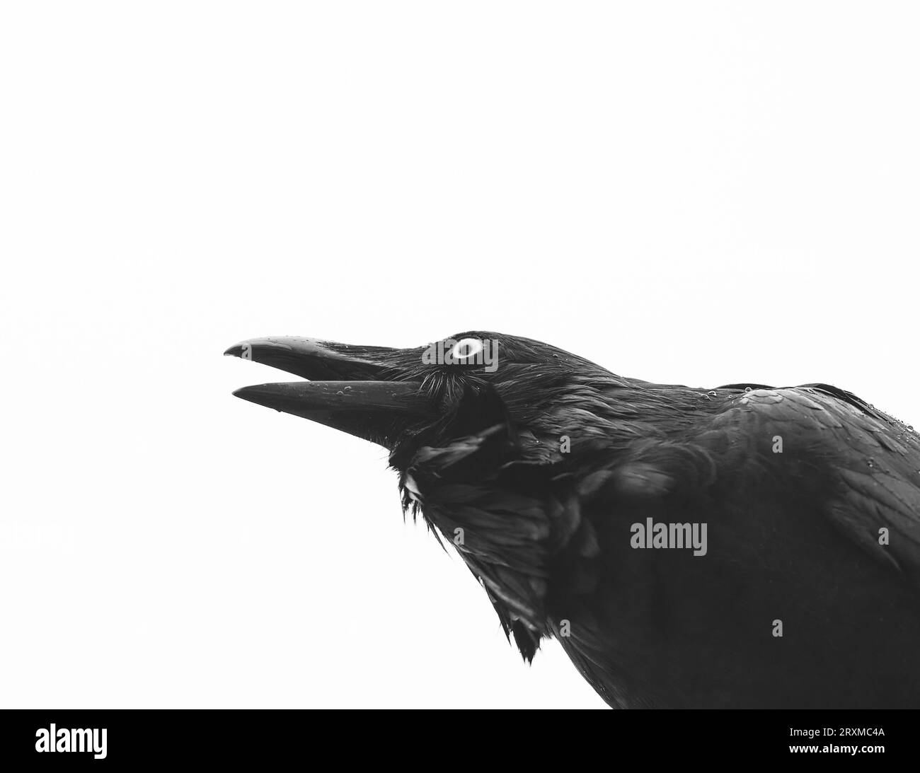 White raven Black and White Stock Photos & Images - Alamy