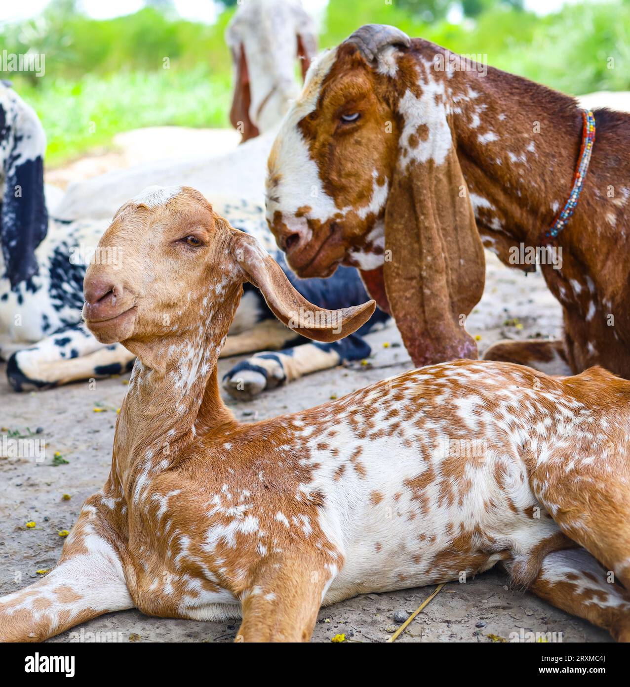 Close up of the Barbari goat eating grass in farm. Goat grazing in farm. Grazing castles ...