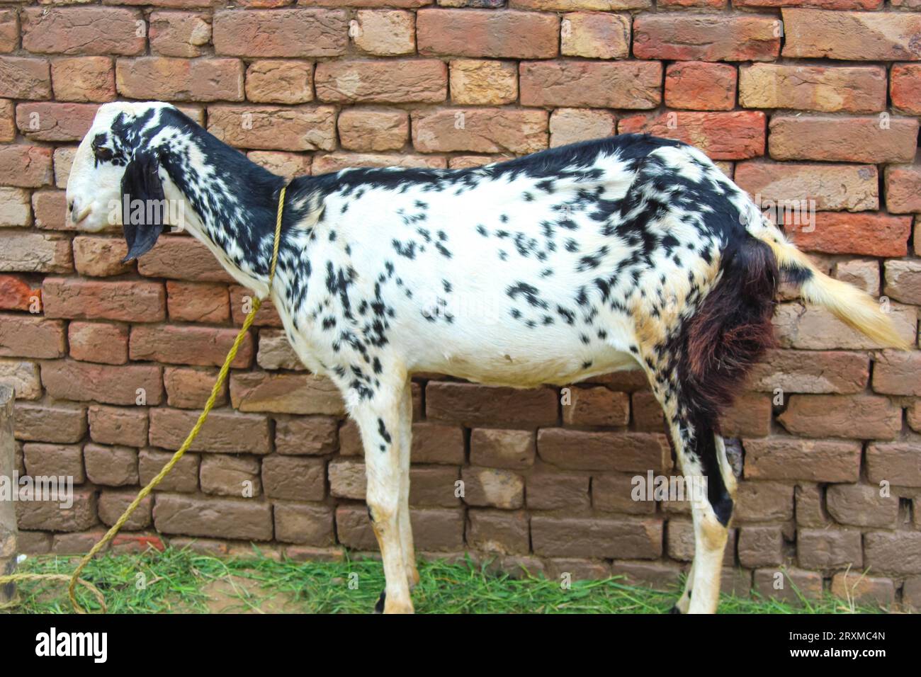 The goat walk hi-res stock photography and images - Alamy