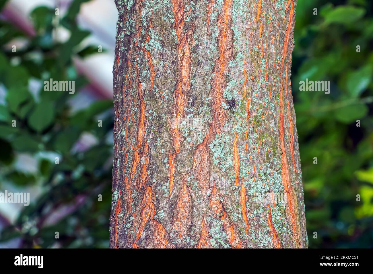 Golden rain tree bark detail - Latin name - Koelreuteria paniculata ...