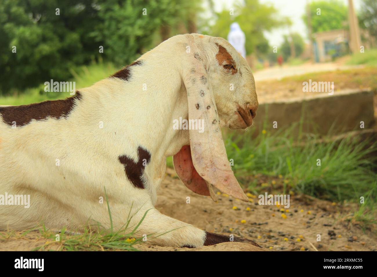 Close up of the Barbari goat eating grass in farm. Goat grazing in farm ...