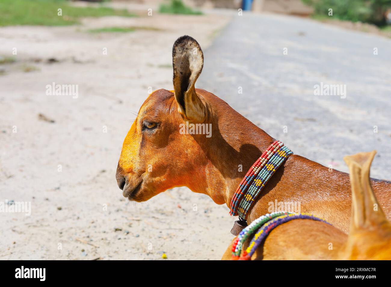 Close up of the Barbari goat eating grass in farm. Goat grazing in farm. Grazing castles ...