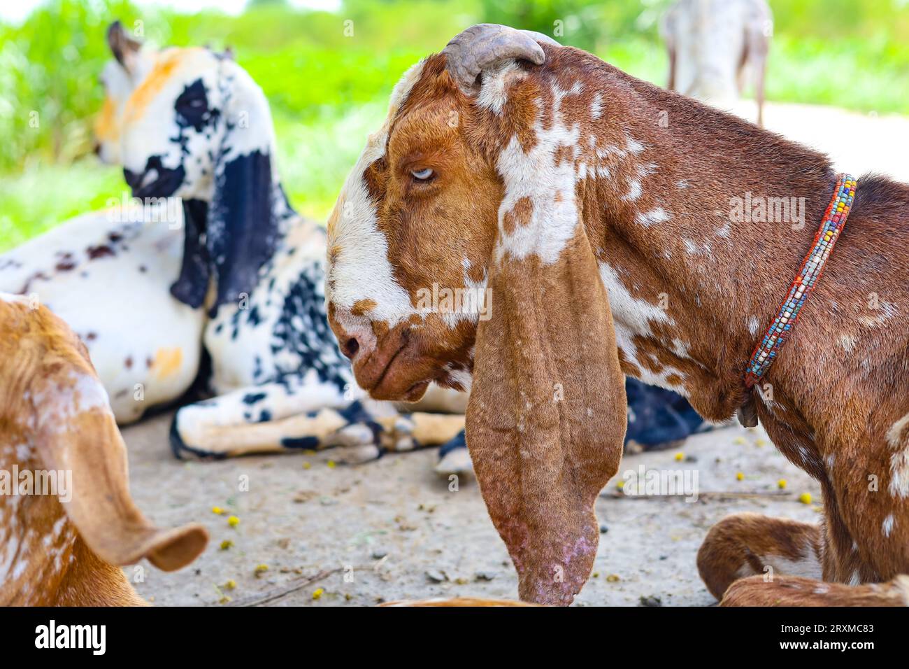 Close up of the Barbari goat eating grass in farm. Goat grazing in farm ...