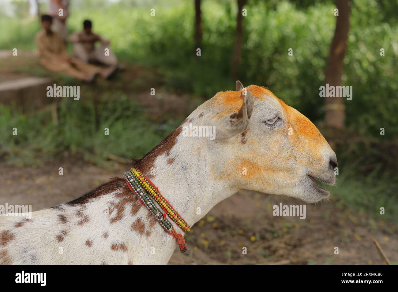 The goat walk hi-res stock photography and images - Alamy