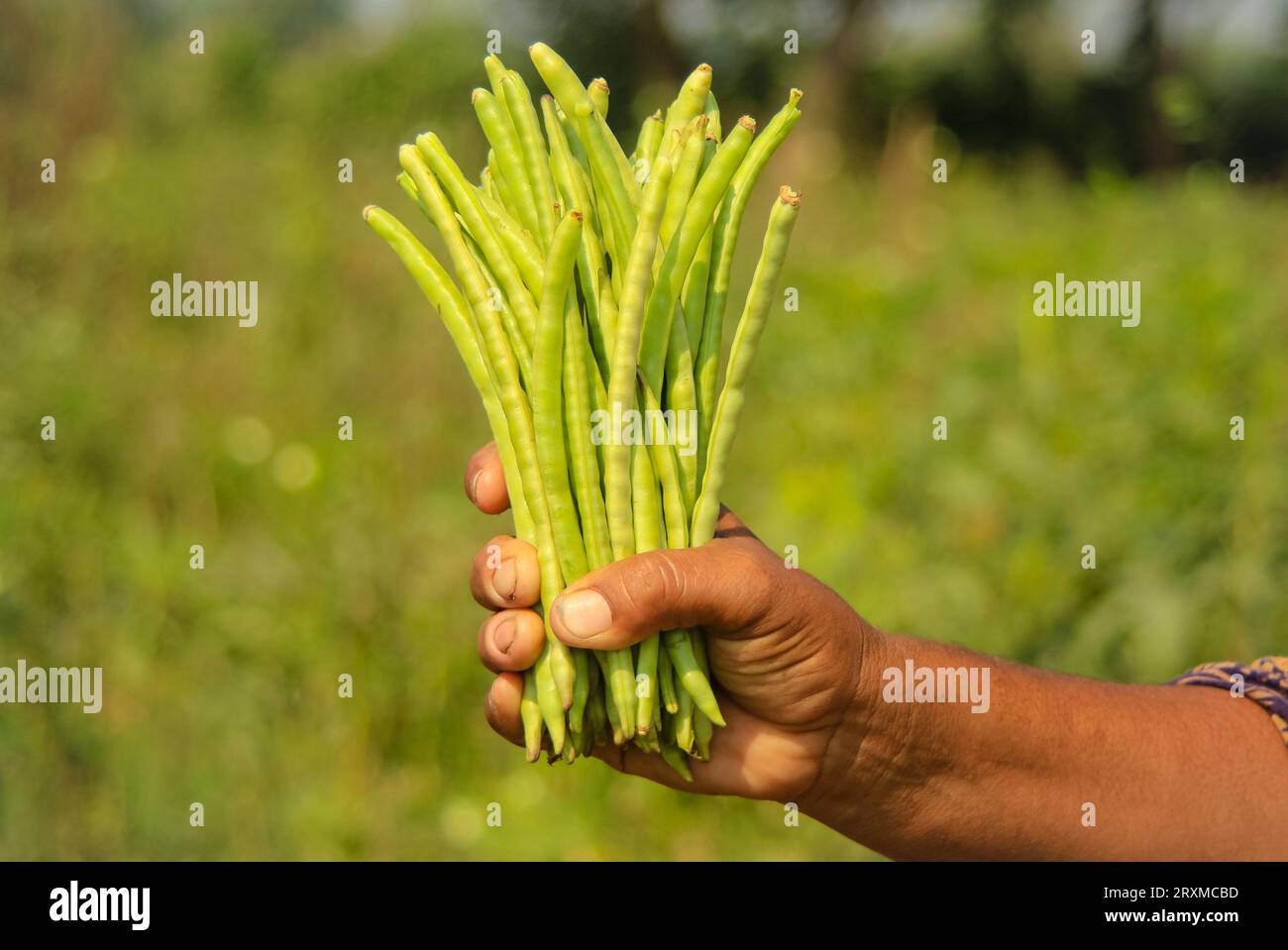 Capture of cowpeas Vegetable pods on hand against blurred background ...