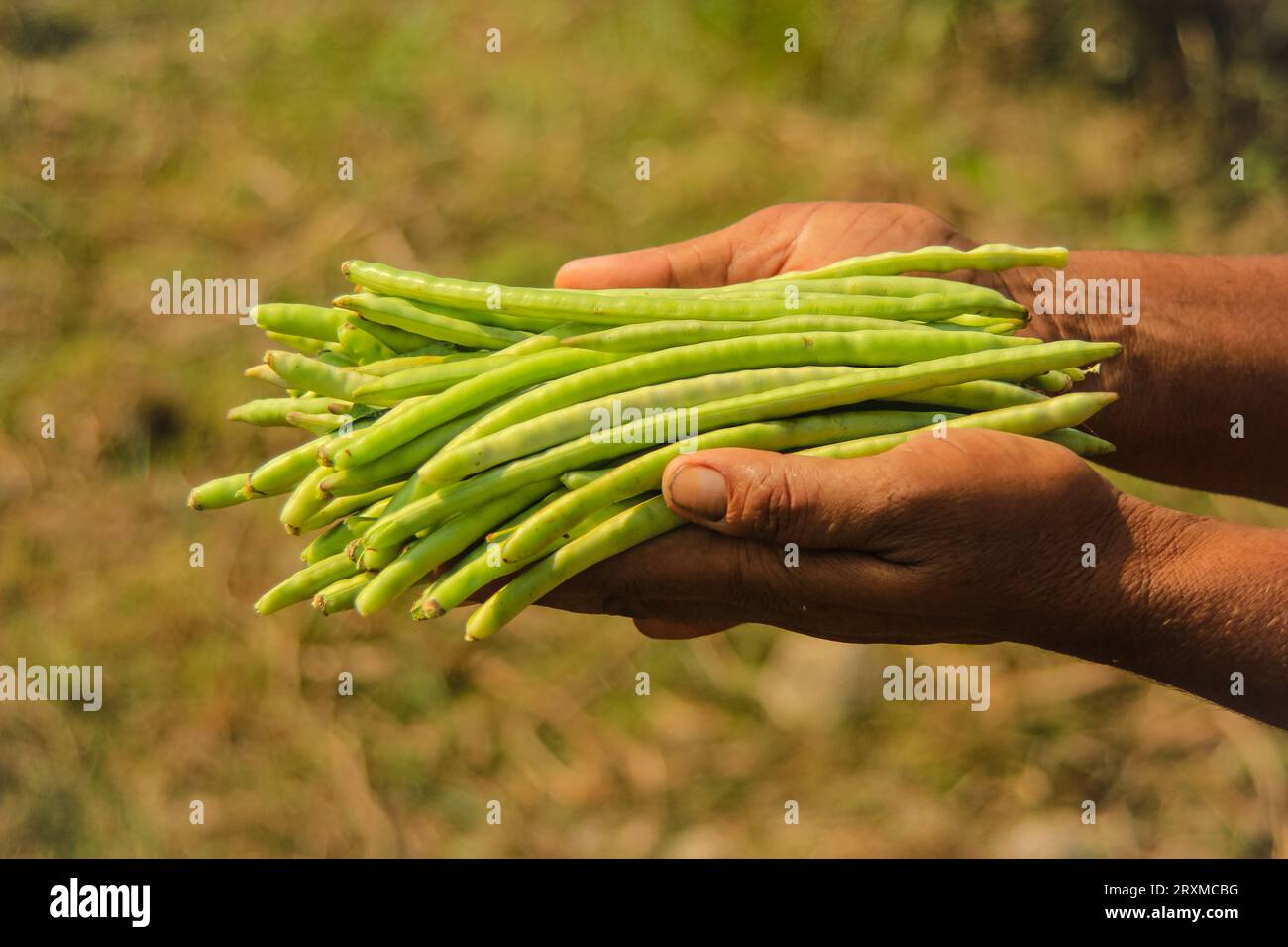 Capture of cowpeas Vegetable pods on hand against blurred background ...