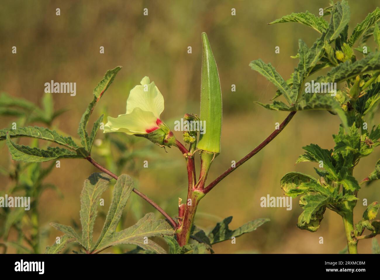 Close up of Okra.Lady fingers. Ladyfingers or okra vegetable on plant ...