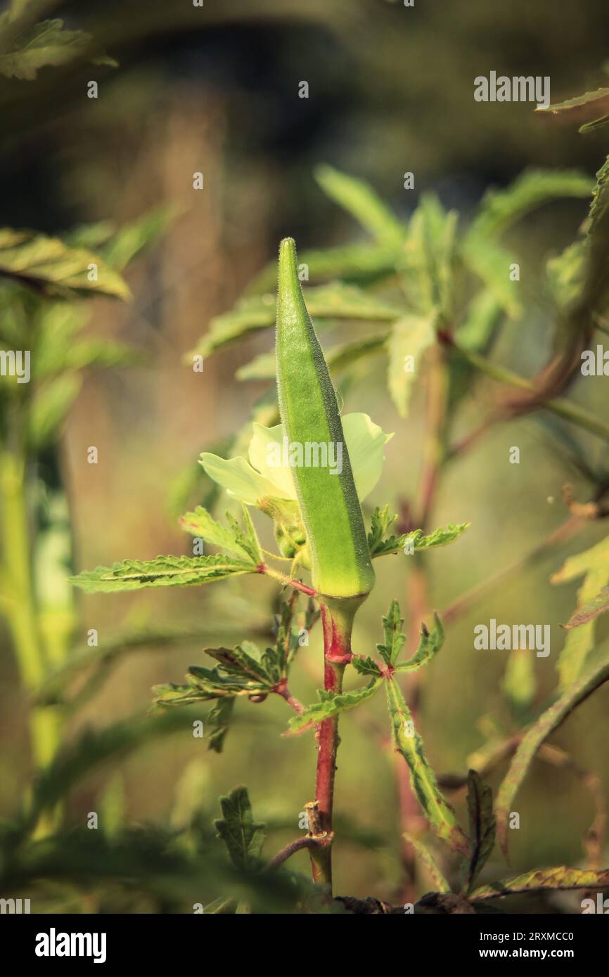 Close up of Okra.Lady fingers. Ladyfingers or okra vegetable on plant ...
